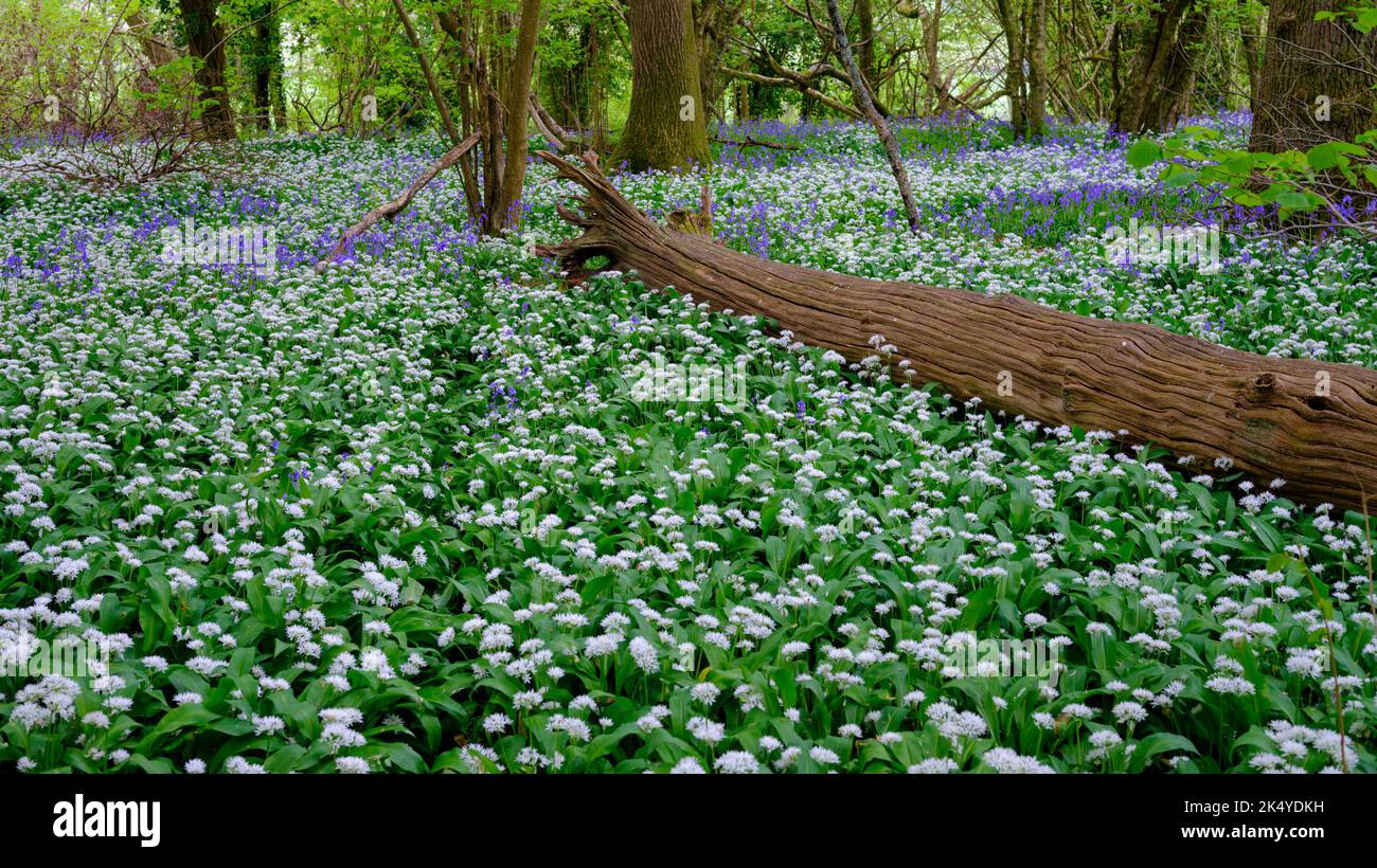 Privett park hi-res stock photography and images - Alamy