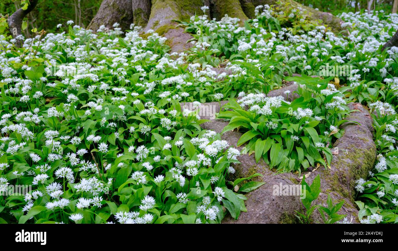 Privett park hi-res stock photography and images - Alamy