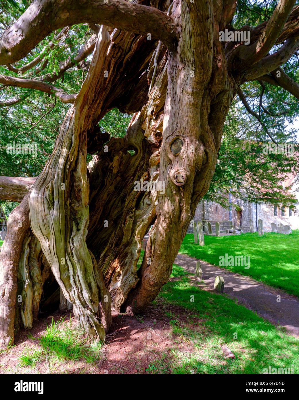 Bird yew tree hi-res stock photography and images - Alamy
