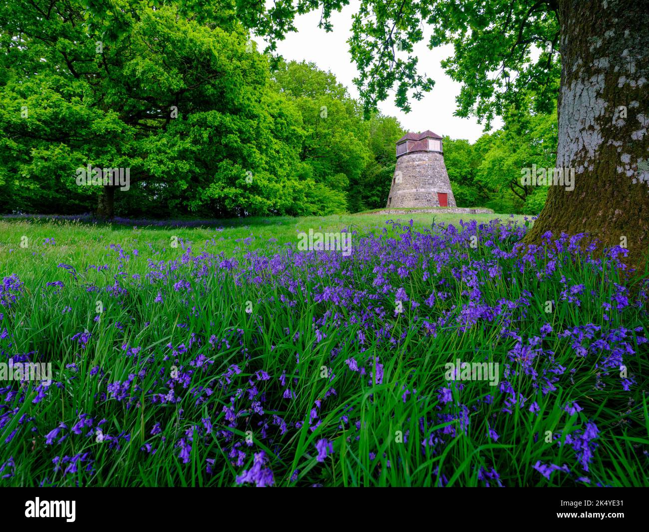 East Knoyle, UK - May 9, 2022: Spring bluebells and East Knoyle ...