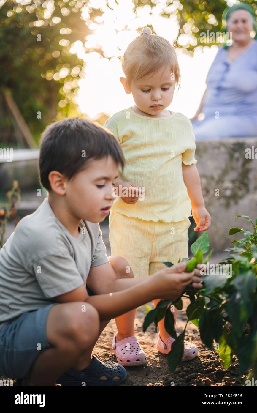 Family with two kids harvesting vegetables in the garden. Vacation with ...