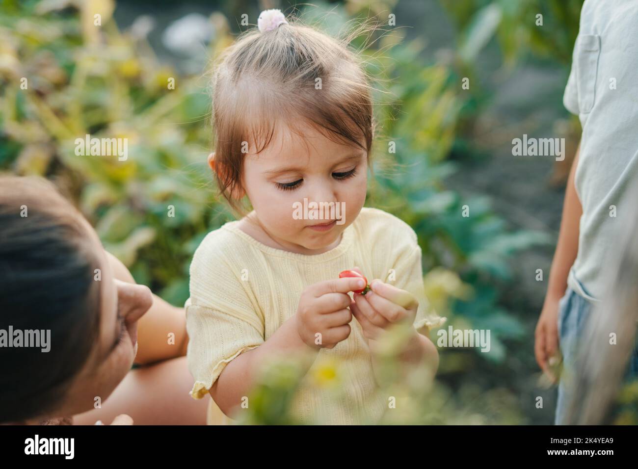 Baby girl standing in the garden picking tomatoes and examining them ...