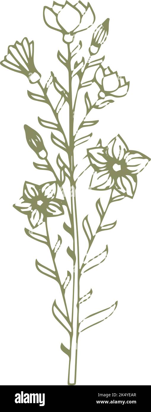 Medical flower. Hand drawn herb. Botanical illustration Stock Vector ...