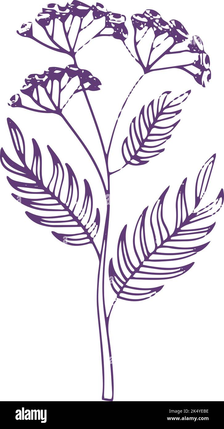 Yarrow plant. Botanical illustration. Medical herb drawing Stock Vector ...