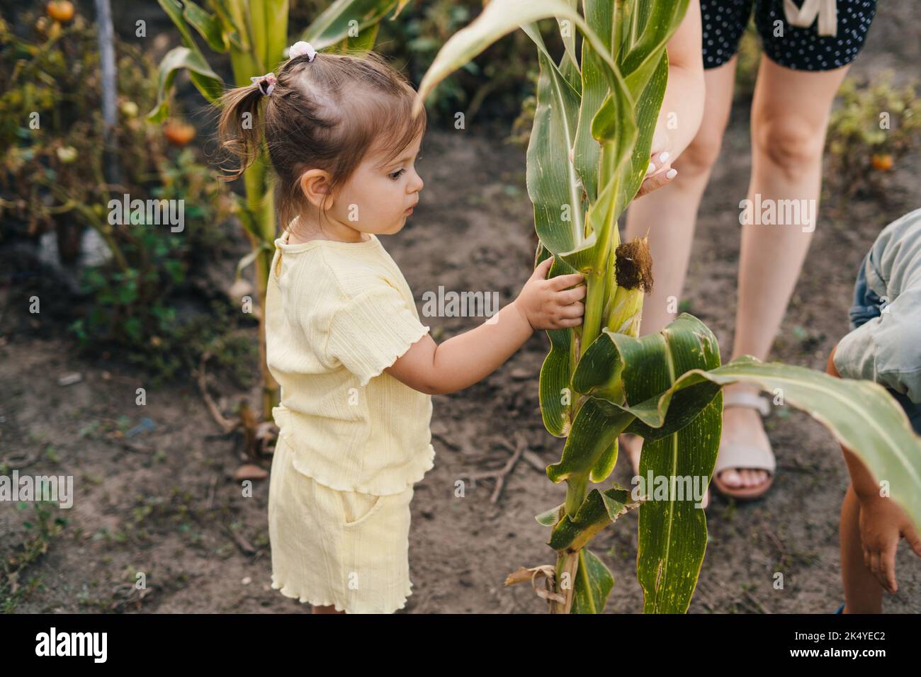 Kid farmer checking the quality of corn in cornfield. Having fun at ...
