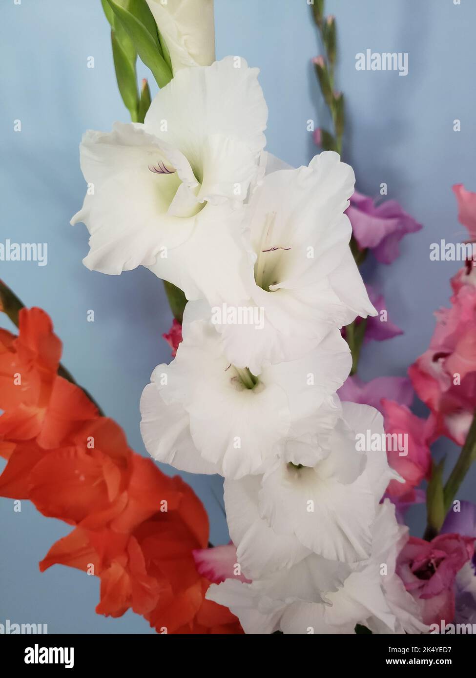Glads hi-res stock photography and images - Alamy