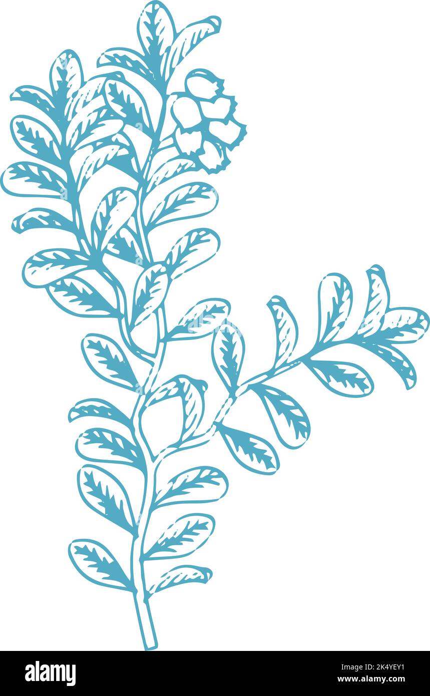 Botanical illustration drawing. Medical herbs. Hand drawn plant Stock ...