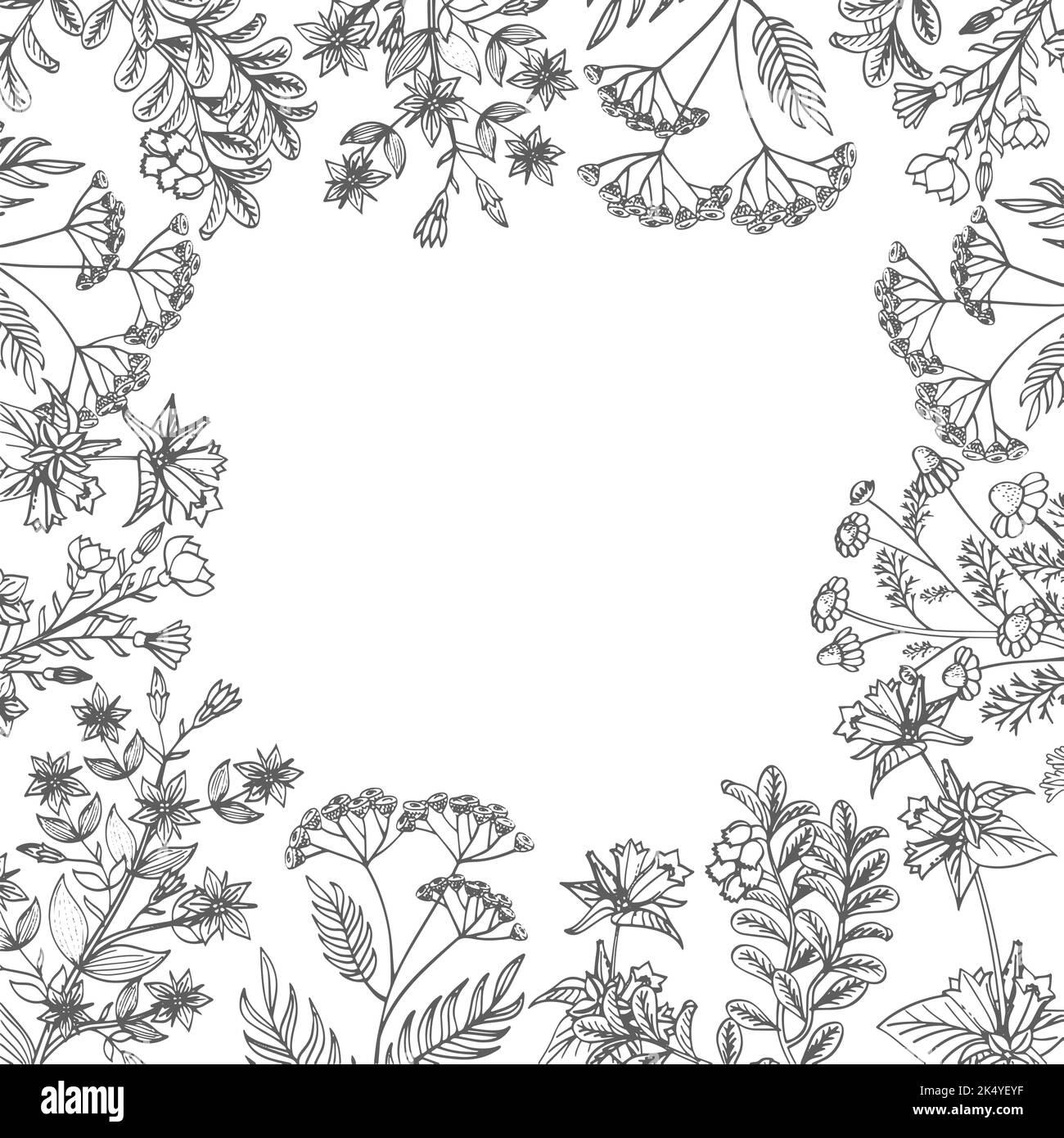 Botanical frame. Herbal border. Plants black drawing Stock Vector Image ...
