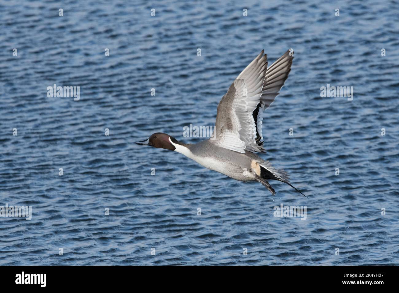 Pintail migration hi-res stock photography and images - Alamy