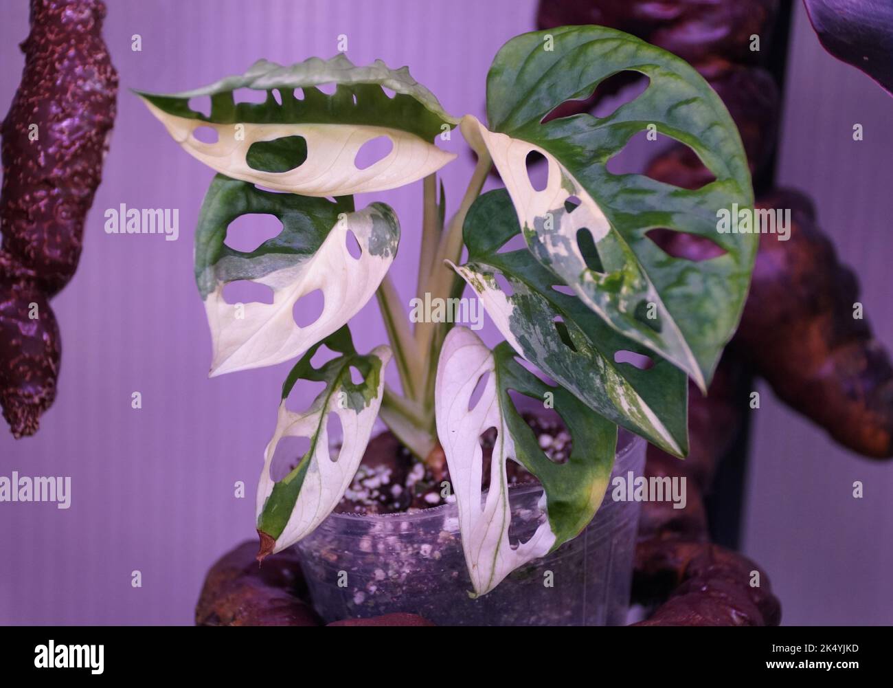 The white and green leaves of variegated Monstera Adansonii, a rare and ...
