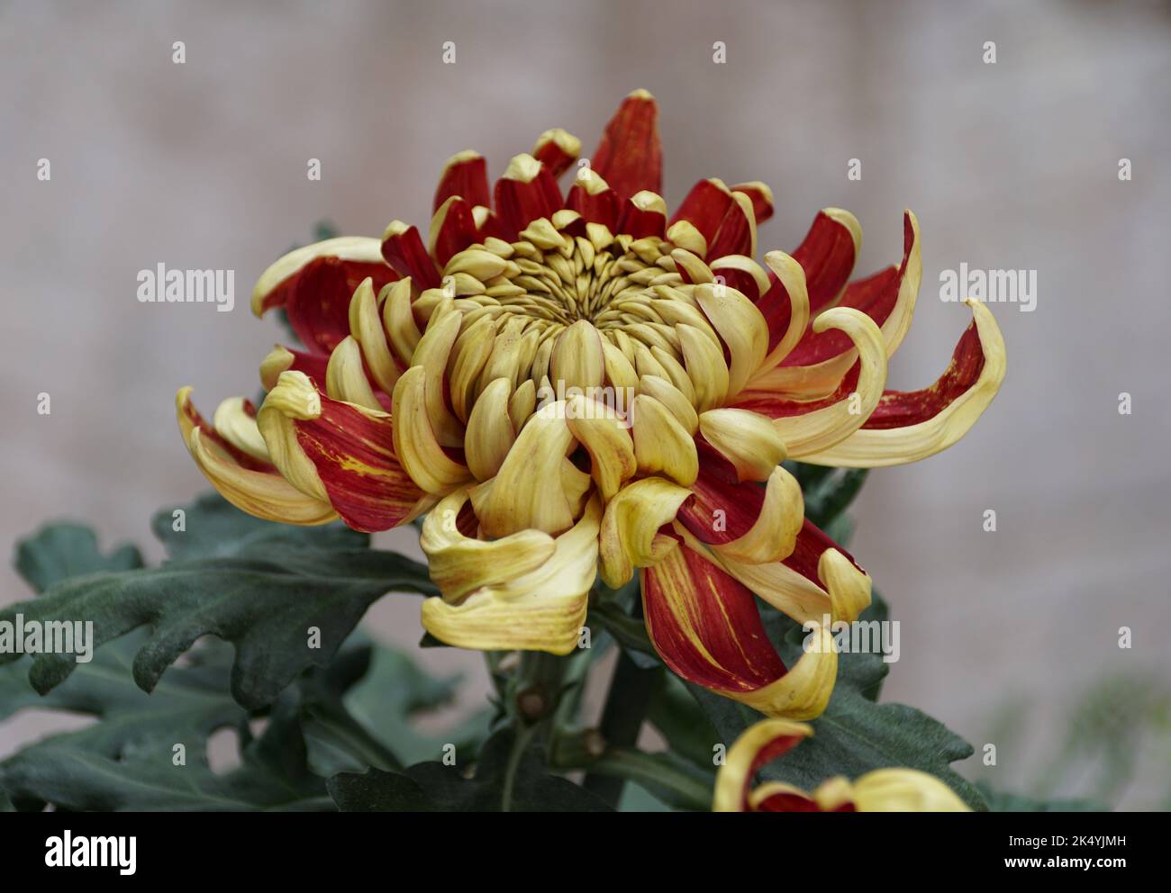 The red and light yellow color of irregular incurve mum 'Crimson Tide ...