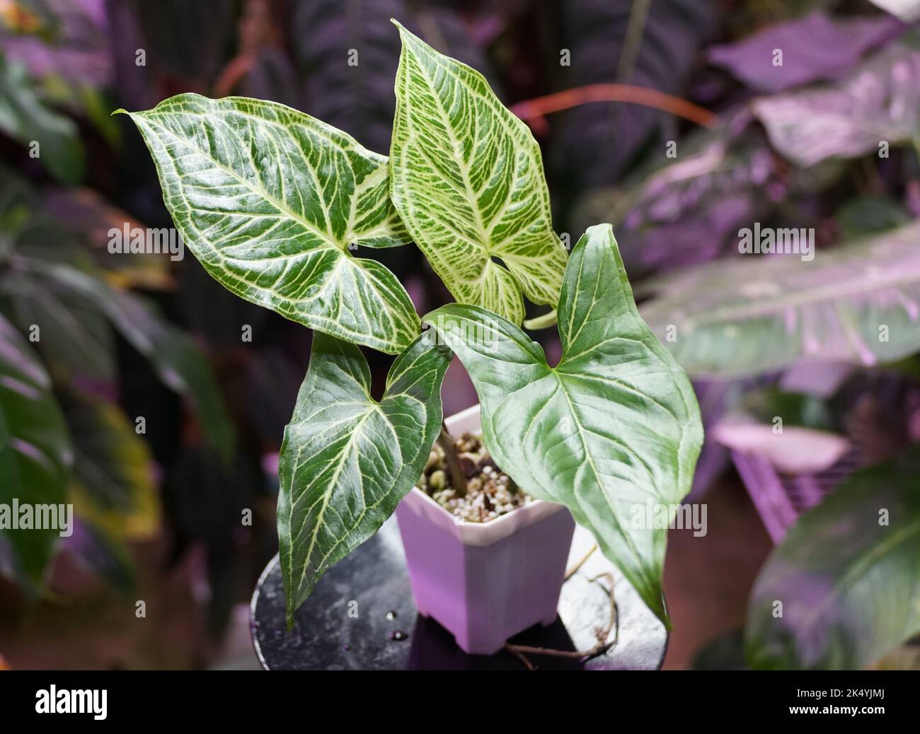 Beautiful variegated leaves of Syngonium Batik, a rare and popular ...