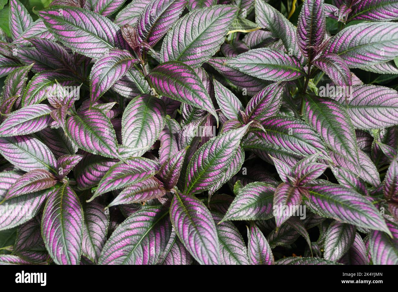 Persian shield plant hi-res stock photography and images - Alamy