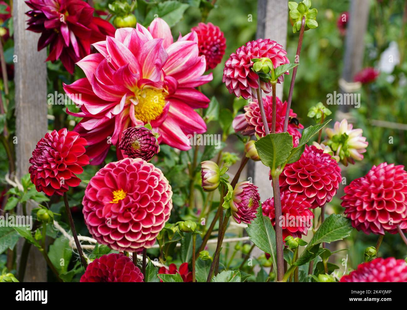 Beautiful red Dahlia flowers with stunning patterns and sizes at full ...
