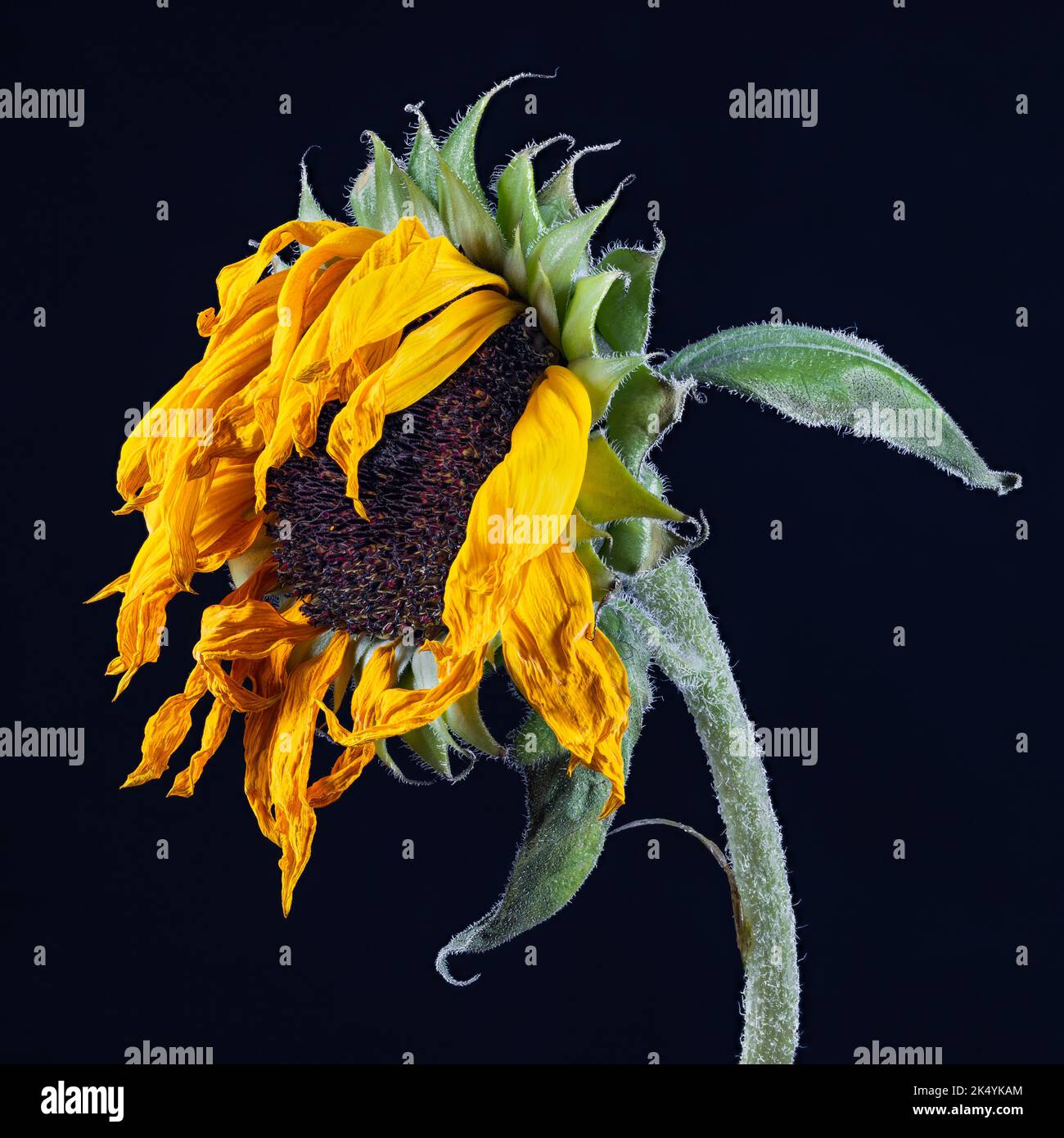 Sunflower dying hi-res stock photography and images - Alamy Sunflower dying hi-res stock photography and images - Alamy