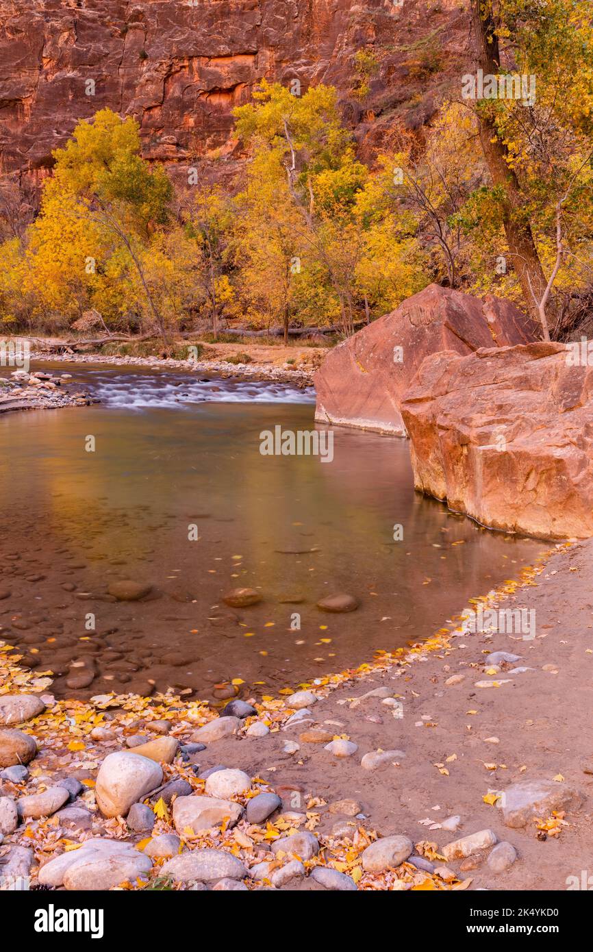 Autumn foliage along Virgin River, Riverside Walk, Zion Canyon, Zion ...