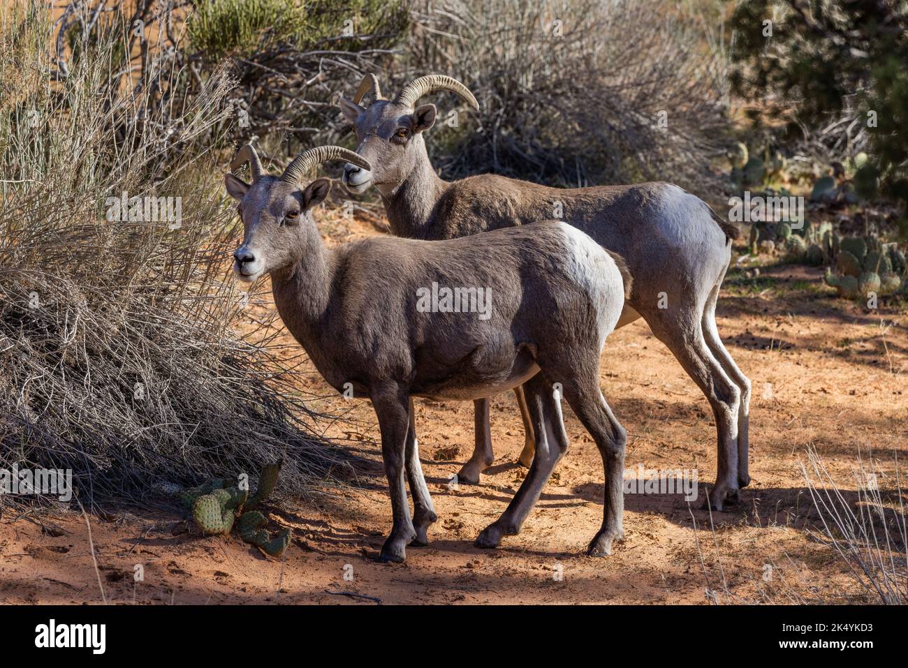Indigenous sheep hi-res stock photography and images - Alamy