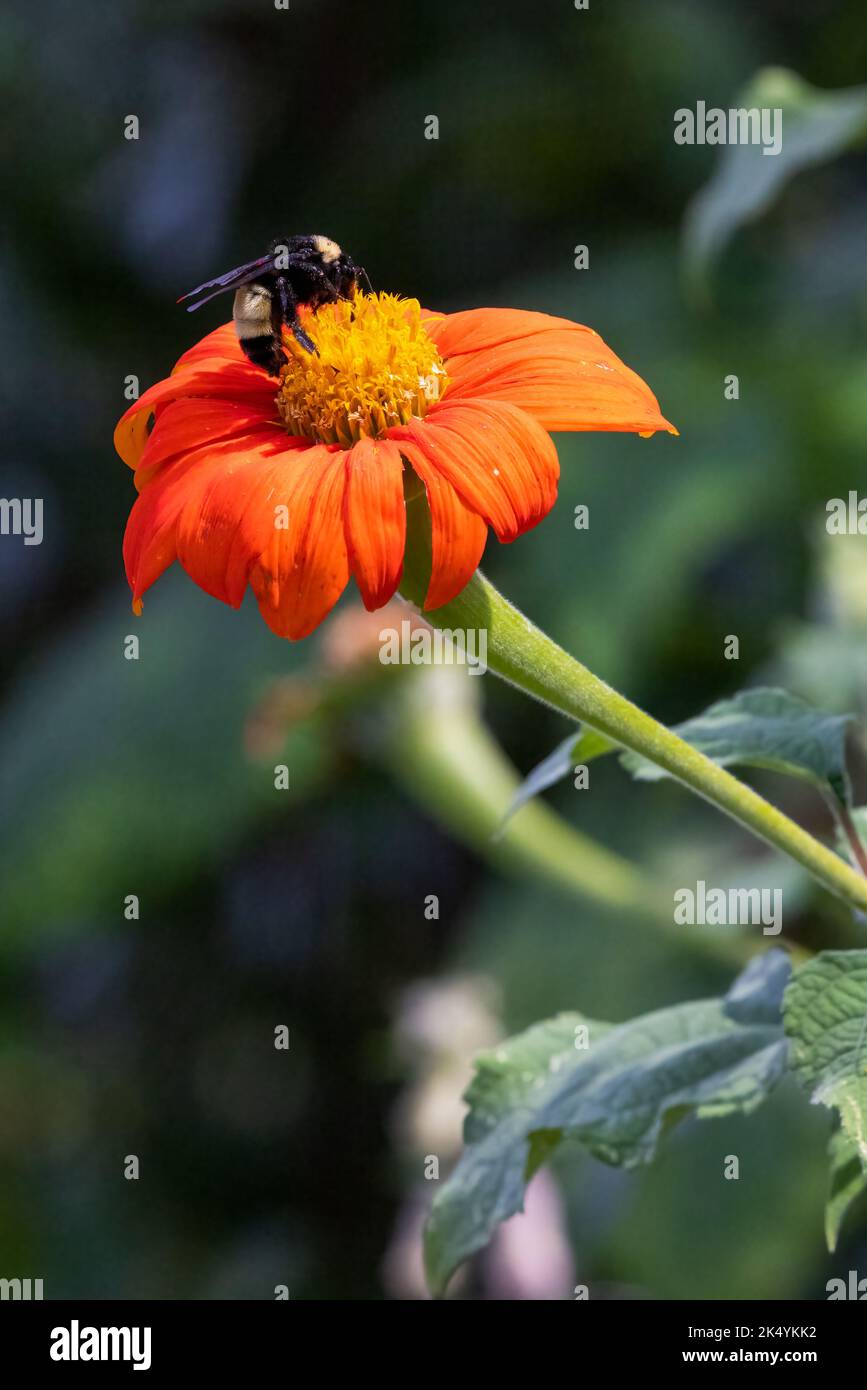 Symbiotic relationship of bumble bee (Bombus) on Mexican sunflower ...