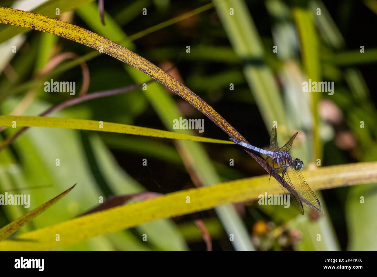 Blue dasher dragonfly (Pachydiplax longipennis), Delaware Botanic ...