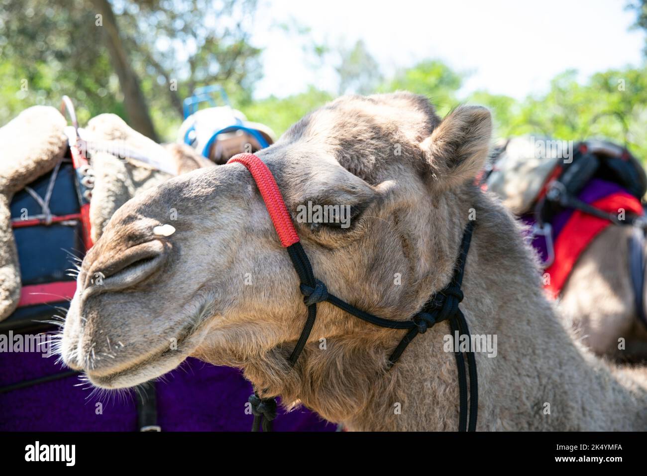 Noosa Region, Queensland, Australia Stock Photo - Alamy