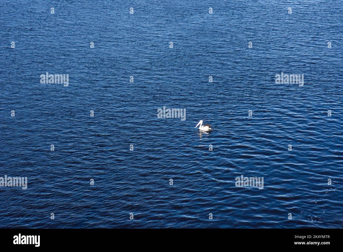 An abstract expanse of rippled blue water with a pelican Stock Photo ...