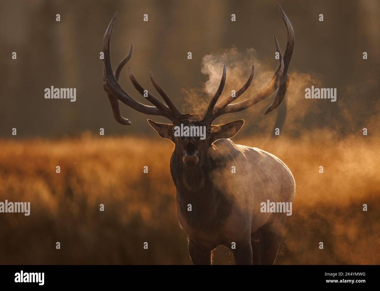 Bull elk during the rut Stock Photo - Alamy