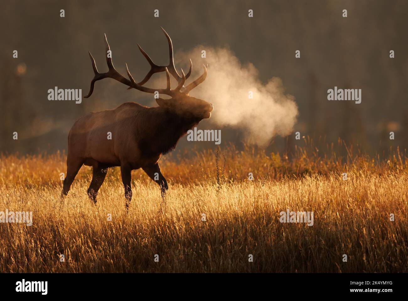 Bull elk during the rut Stock Photo - Alamy