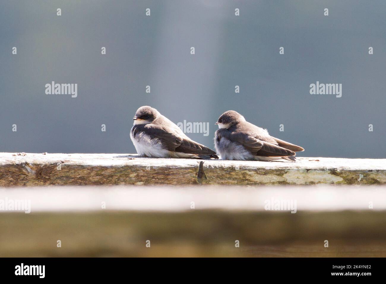Two perched Tree Swallow (Tachycineta bicolor) fledglings waiting to be ...