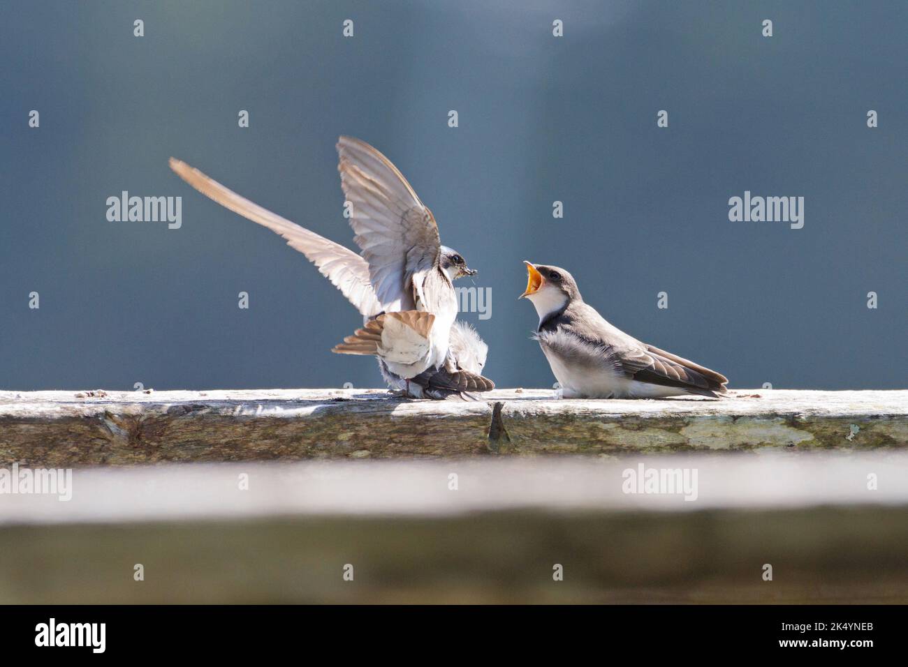An adult Tree Swallow (Tachycineta bicolor) feeding two perched ...