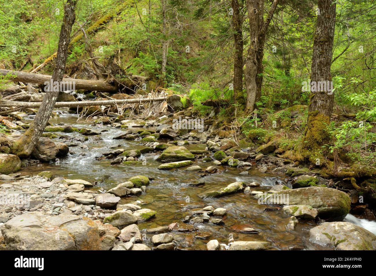 A shallow river flowing through the forest skirting rocks and fallen ...