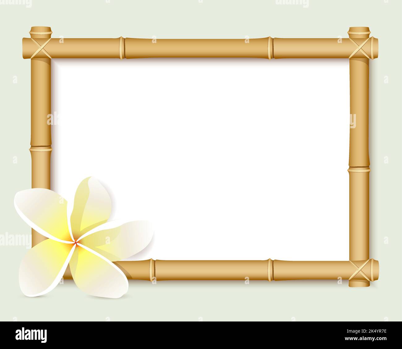 A frame of white plumeria flowers on a pink background Stock Vector ...