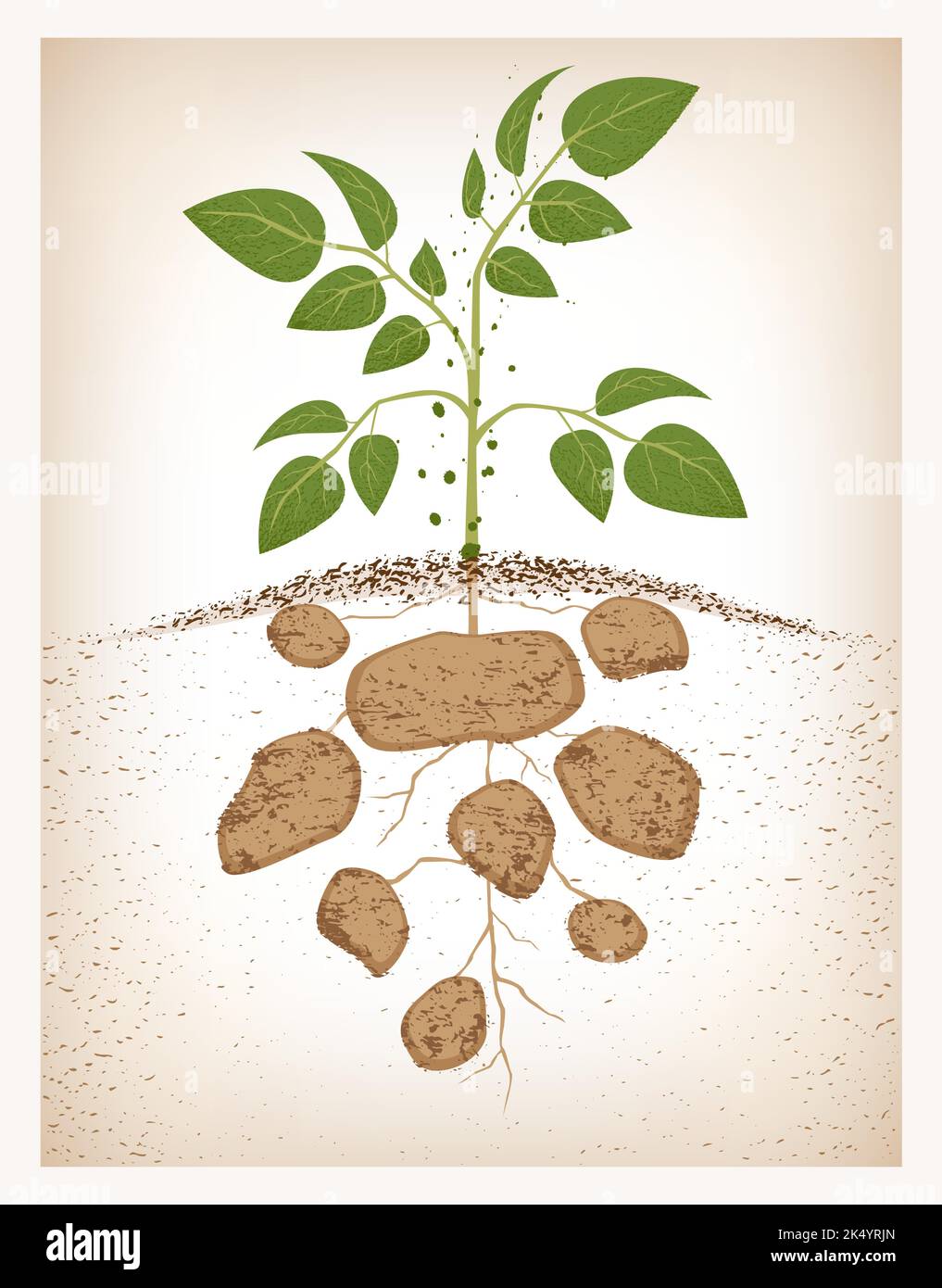 A potato plant growing in soil with tubers made with textures Stock ...