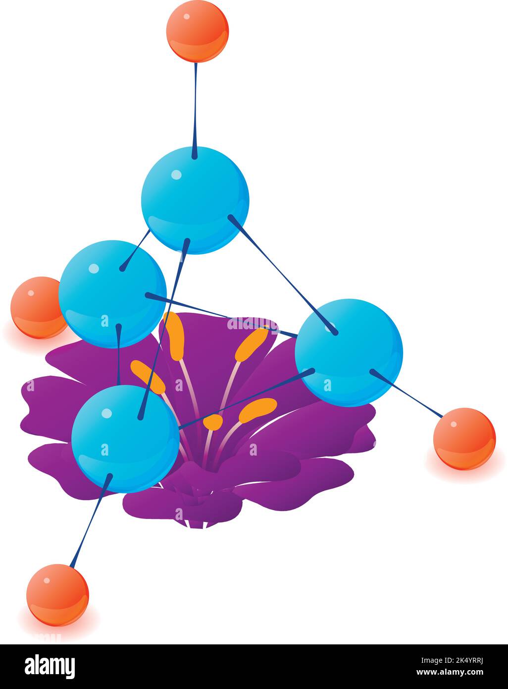 Clematis biology Stock Vector Images - Alamy