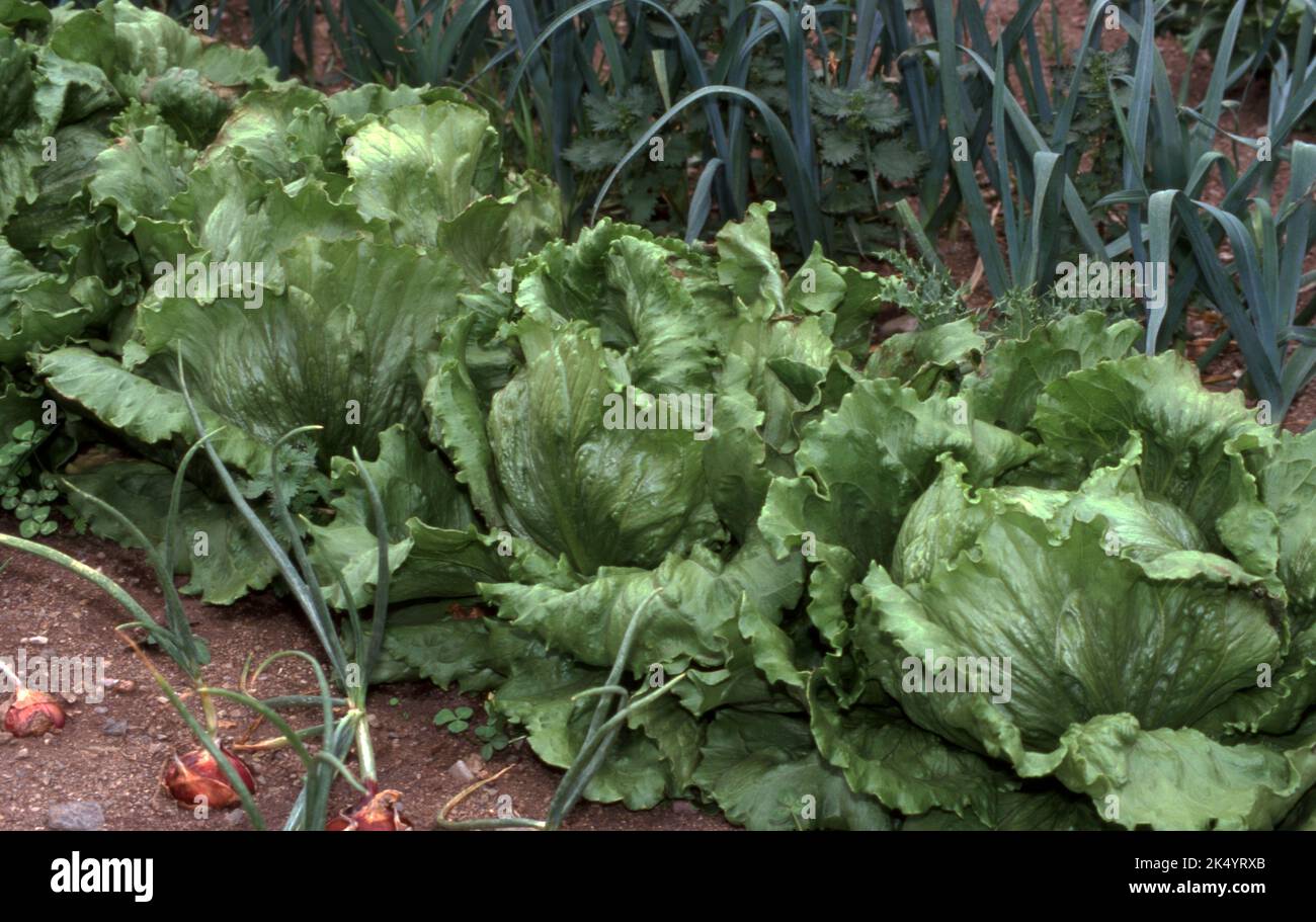 Lettuces horizontal hi-res stock photography and images - Alamy