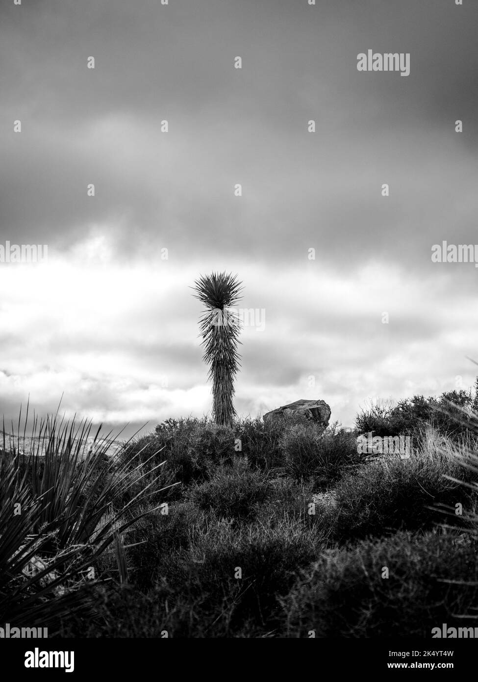 A view of growing palm tree surrounded by bushes in Joshua National ...
