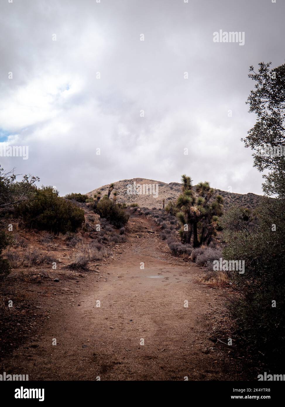 A sandy path surrounded by growing trees in Joshua National Park Stock ...