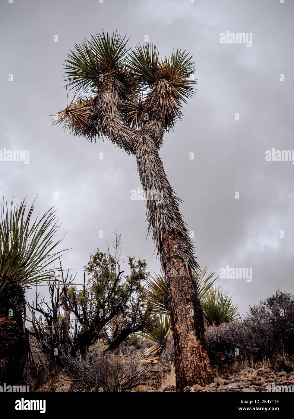 A growing palm tree in Joshua National Park Stock Photo - Alamy
