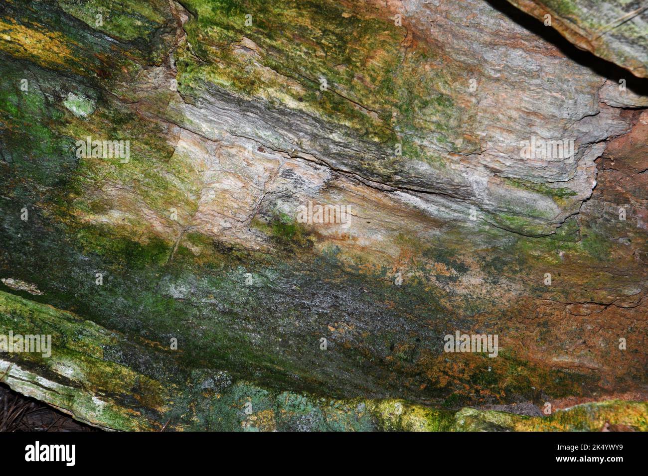 Petrified trees in the Petrified Forest, Flora, Mississippi Stock Photo ...
