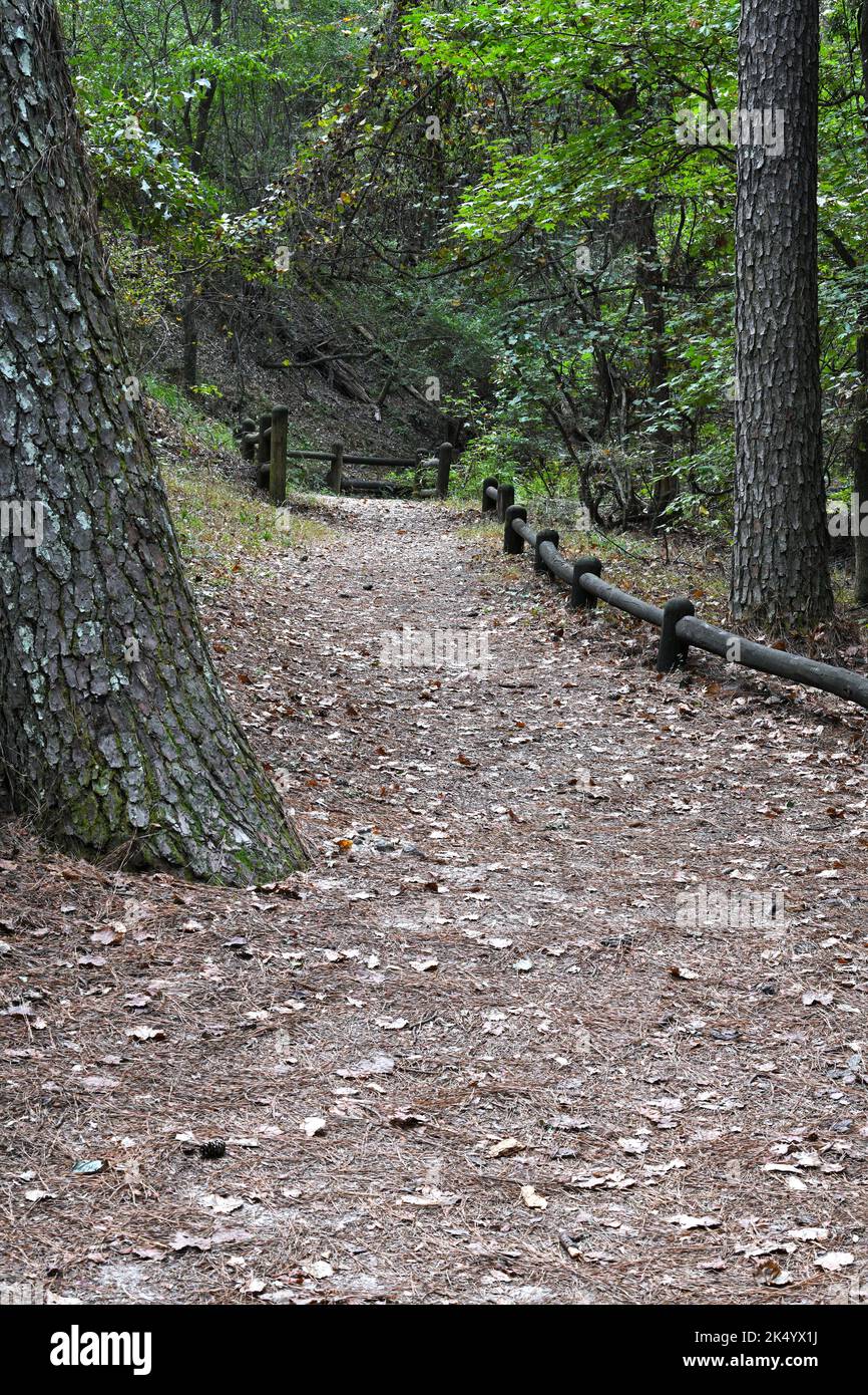The trail through the Petrified Forest, in Flora, Mississippi Stock ...