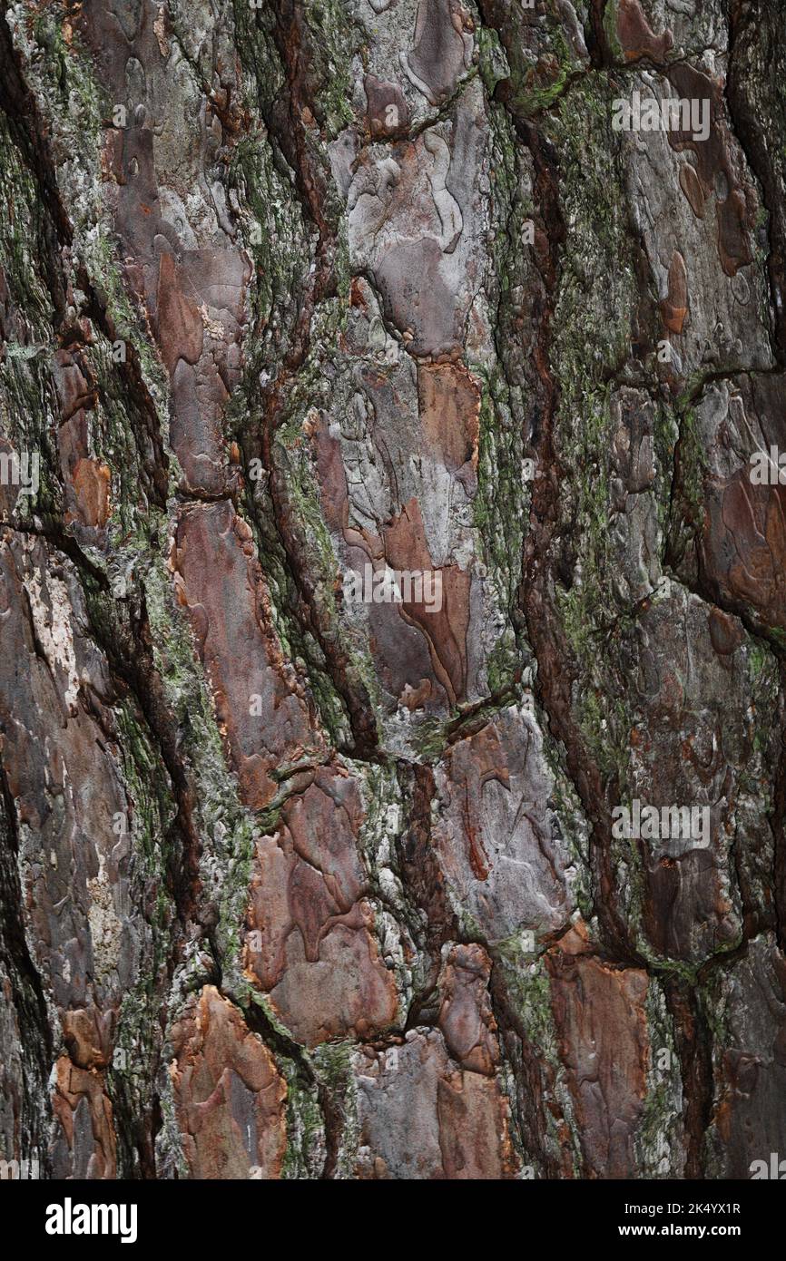 Pine tree bark Stock Photo - Alamy
