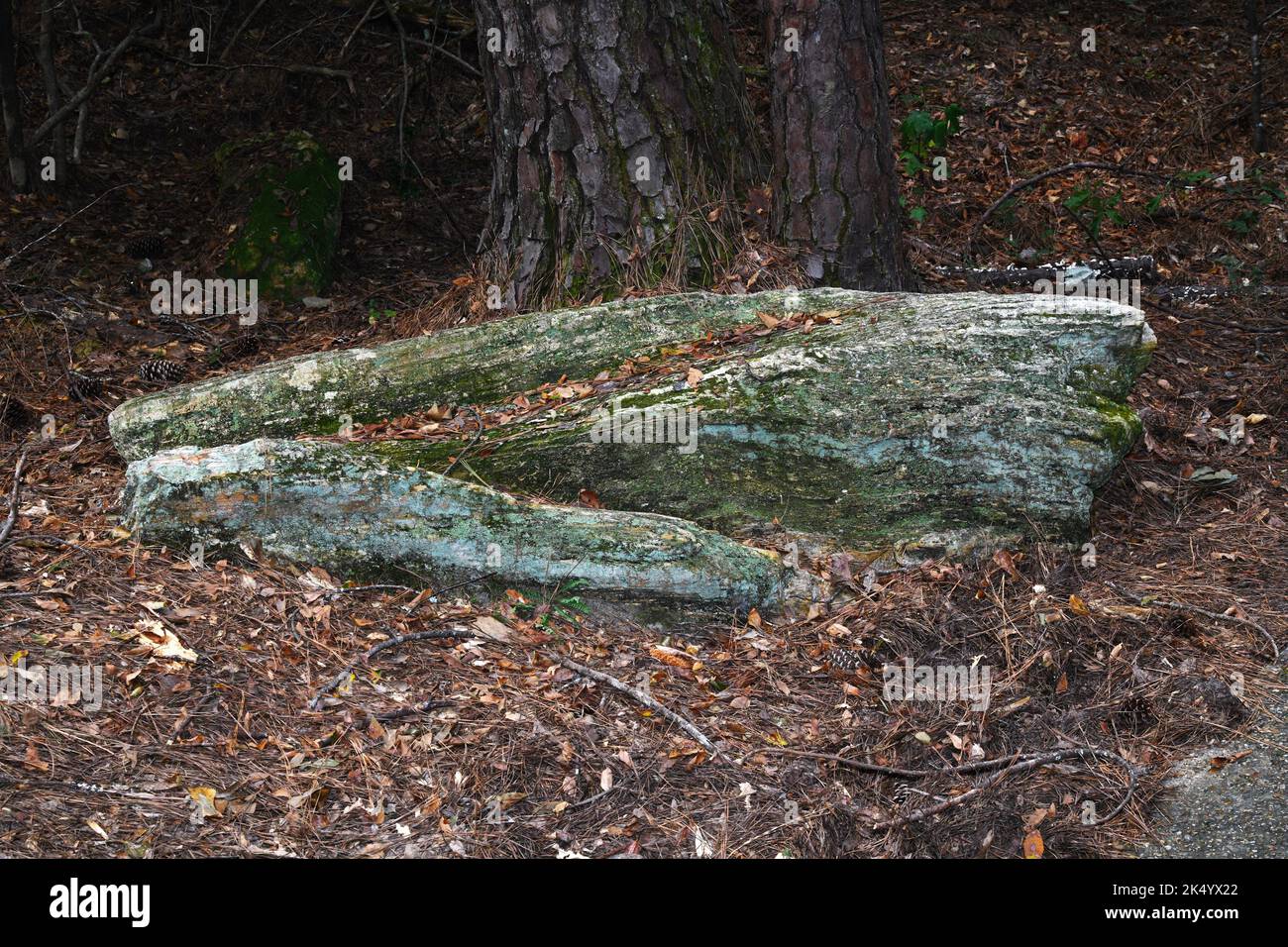 Petrified trees in the Petrified Forest, Flora, Mississippi Stock Photo ...