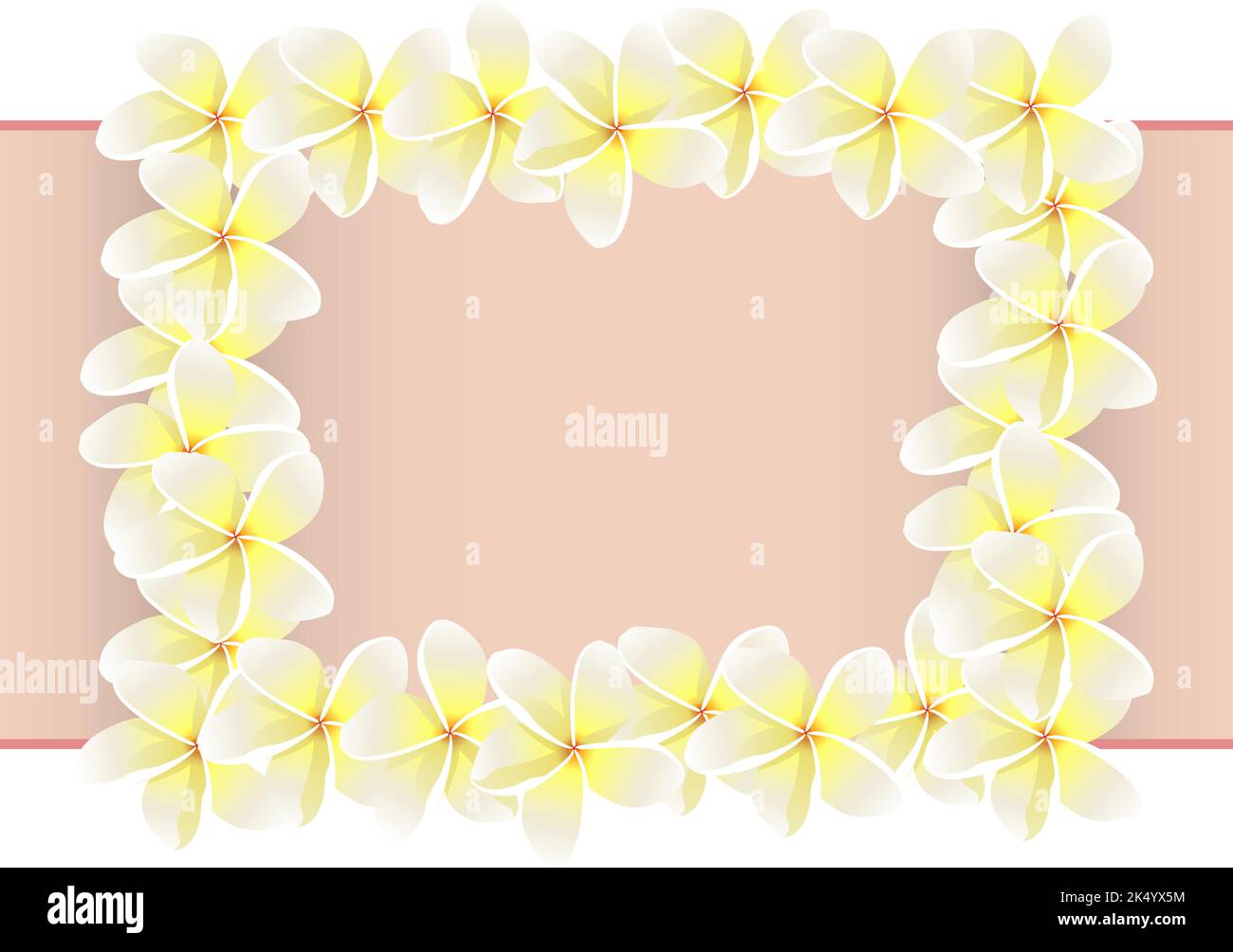A frame of white plumeria flowers on a pink background Stock Vector ...