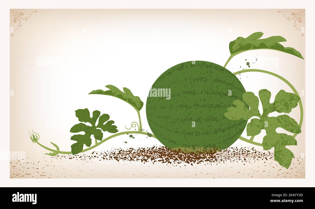 A watermelon on a growing vine made with textures Stock Vector Image ...
