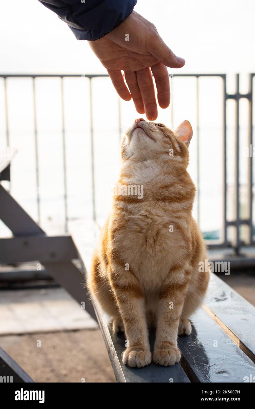 A beautiful ginger young and homeless cat is sitting on the street, and ...