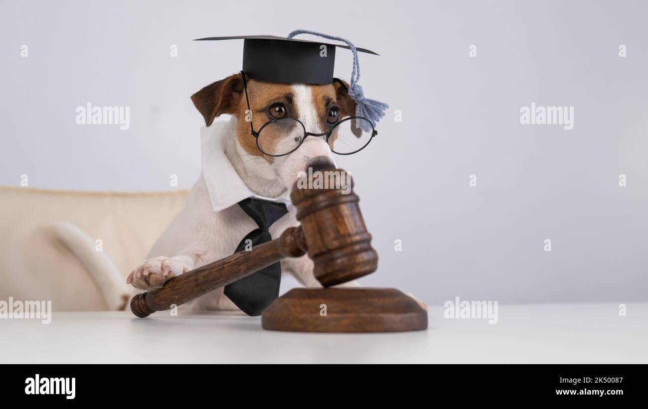 Dog jack russell terrier dressed as a judge and holding a gavel on a ...
