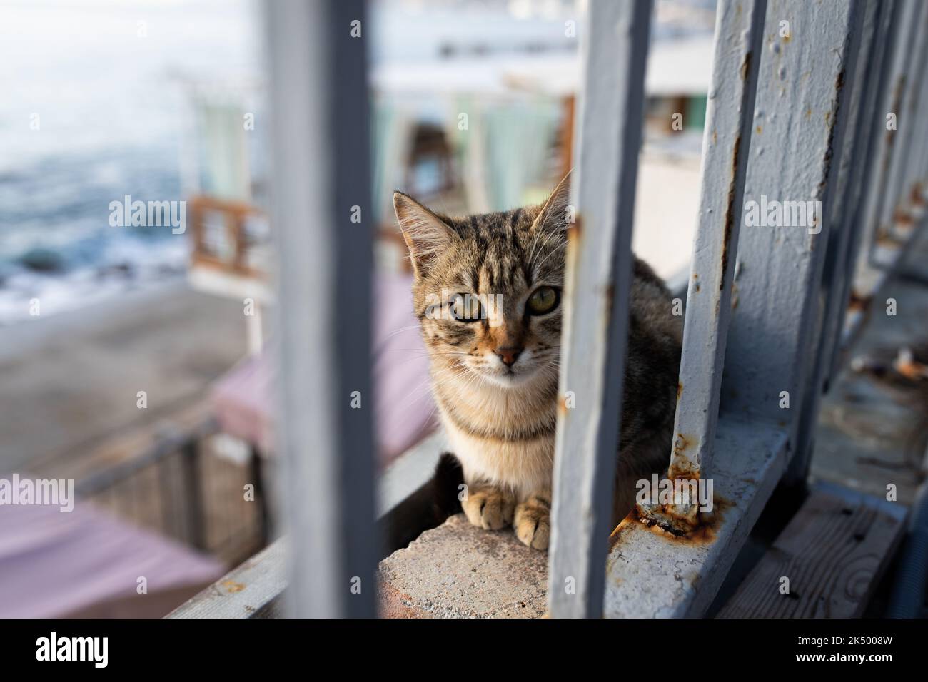 A beautiful striped reed cat on the street. Stray animals. Front view ...