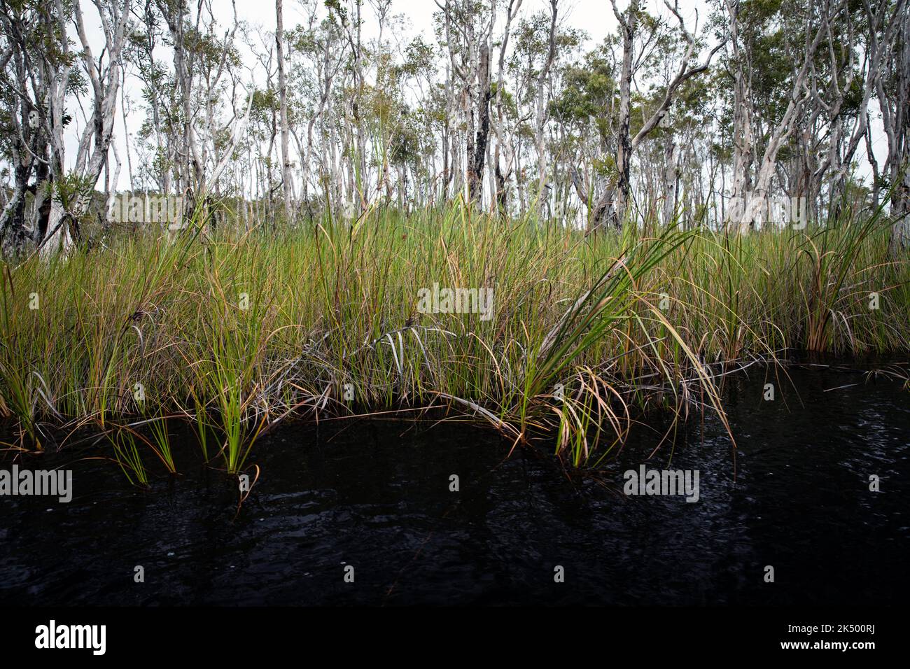 Noosa, Queensland, Australia Stock Photo - Alamy