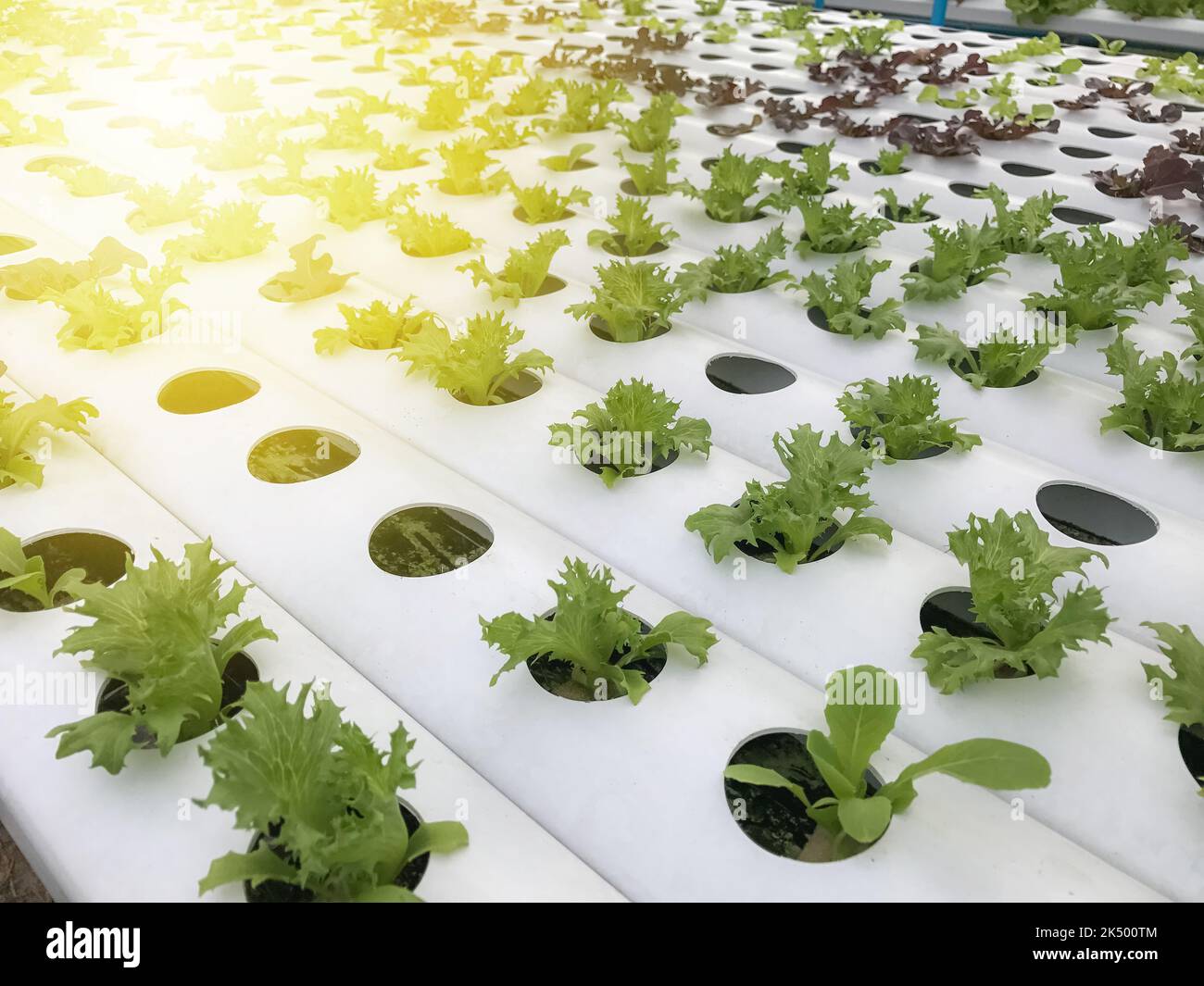 Hydroponics Organic vegetables Farms in Thailand Stock Photo - Alamy