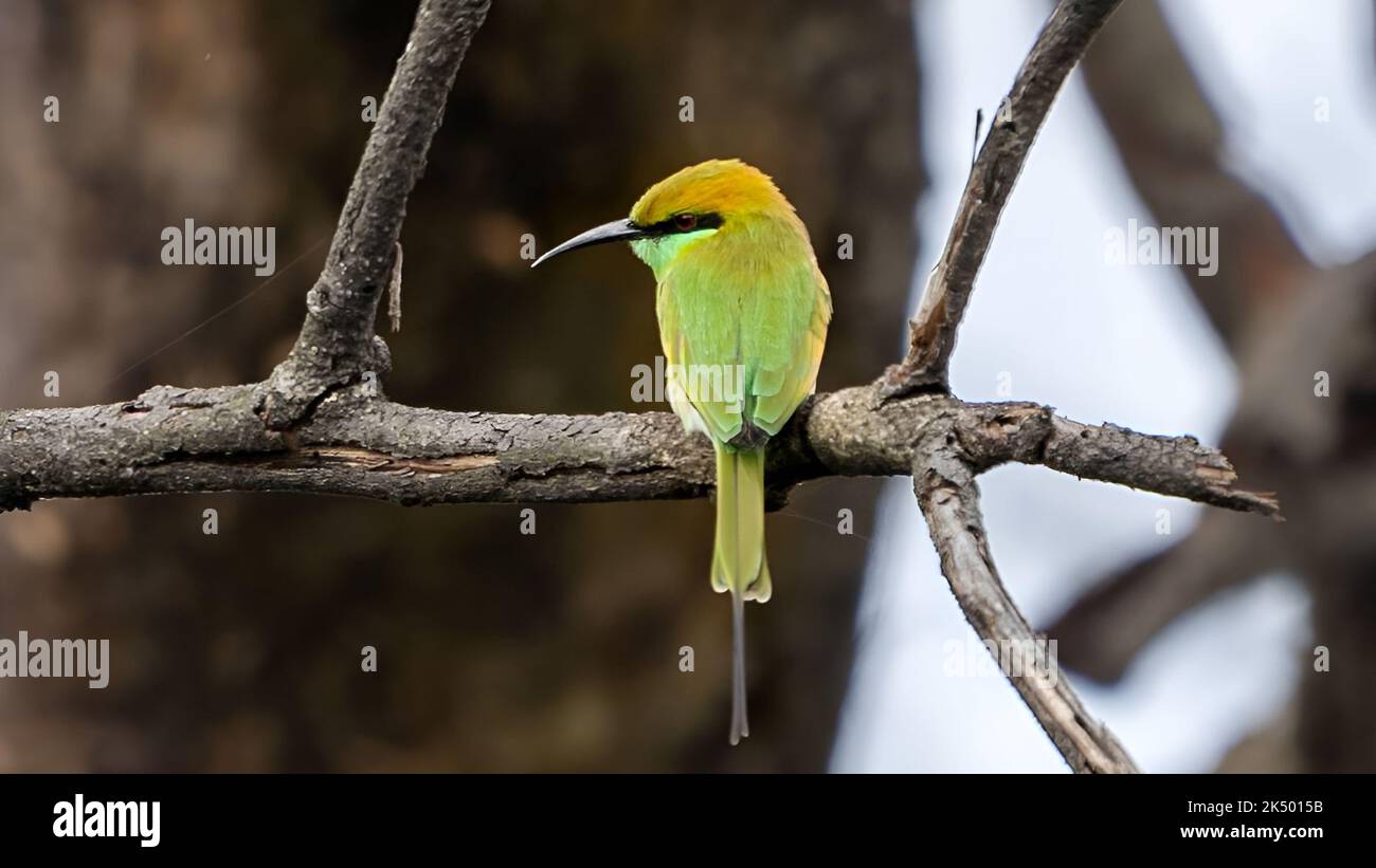 An Asian green bee-eater perching on tree branch in background of sky ...