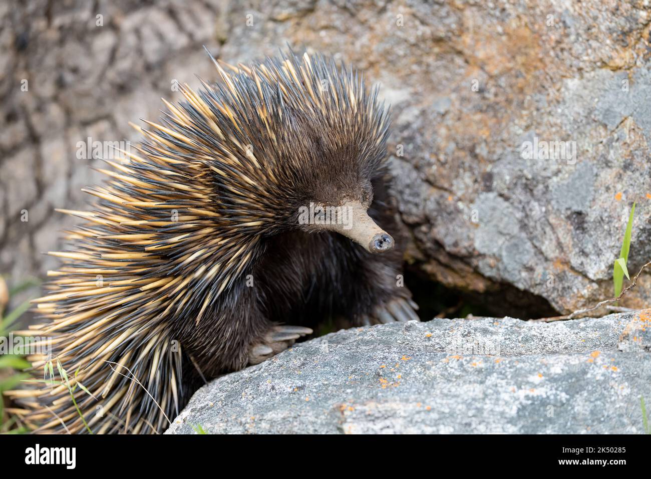 Echidna is standing next on a rock, looking for a food Stock Photo - Alamy